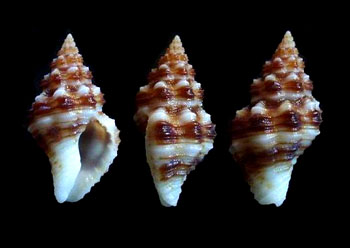 蛾螺总科 Buccinacea 蓝色动物学（中国动物学科普）